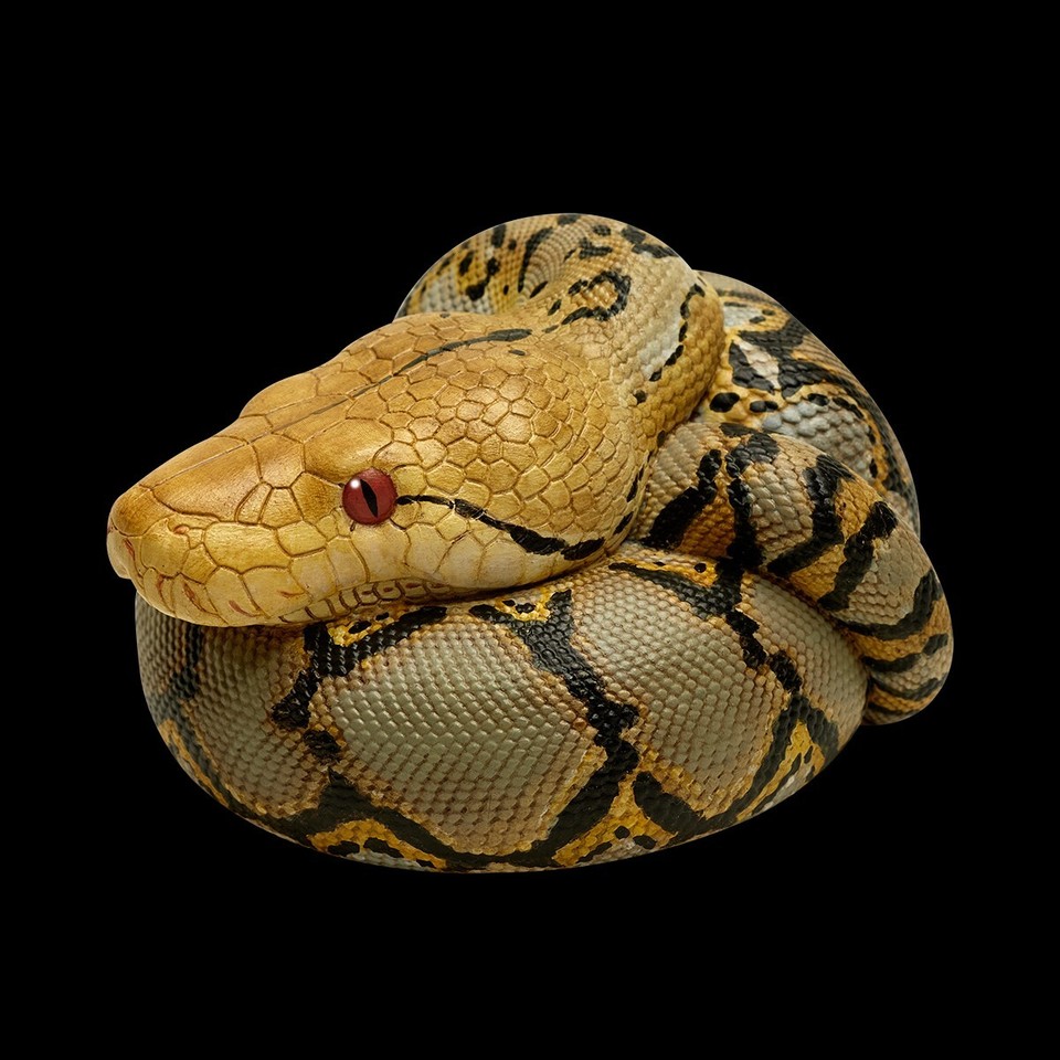 【In-Stock】 Animal Heavenly Body Reticulated Python reticulatus Snake ...