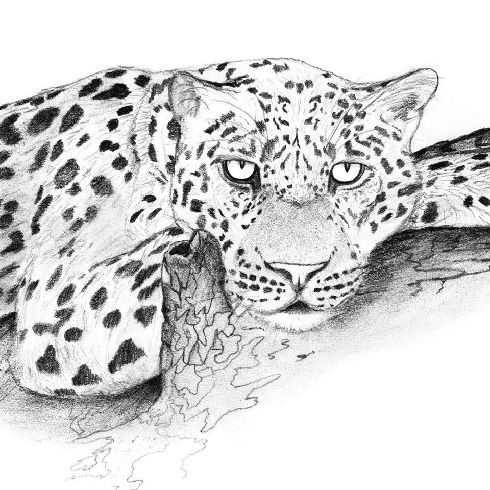 Leopard In A Tree Drawing