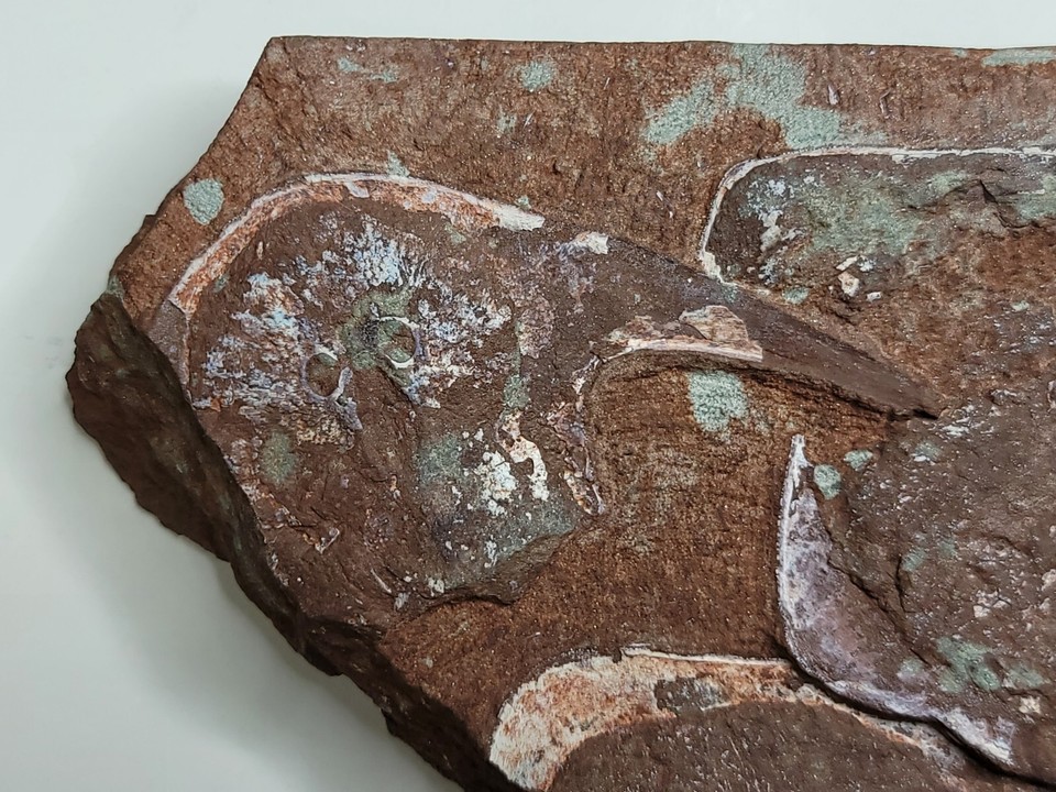 Rare 5 Fossil Devonian Armored Fish Cephalaspid Agnathan Panzer | eBay
