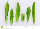 500+ Culantro Seeds, Long Coriander / Culantro (Eryngium foetidum ...