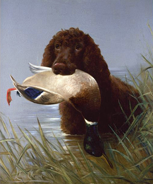 Tweed Wasserspaniel
