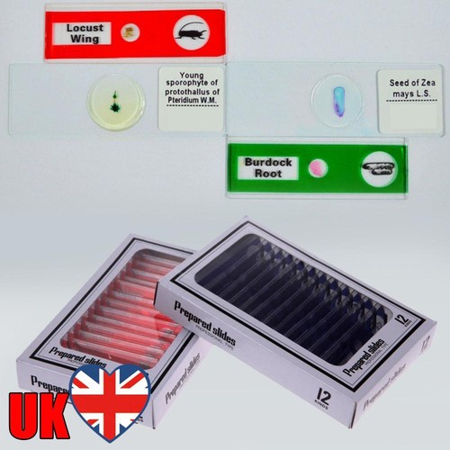 Useful Prepared Biology Specimen Set Sample Specimens for Kids Science ...