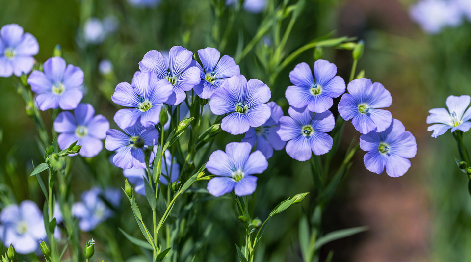 100 BLUE FLAX (Prairie Flax / Lewis Blue Flax) Linum Perenne Lewisii ...
