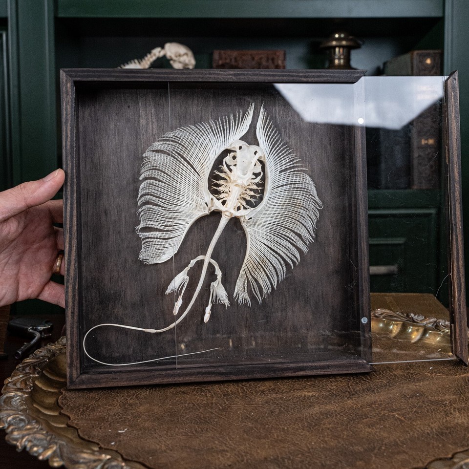 Real Stingray Skeleton, ray, manta taxidermy, Stingray Barbs, anatomy ...