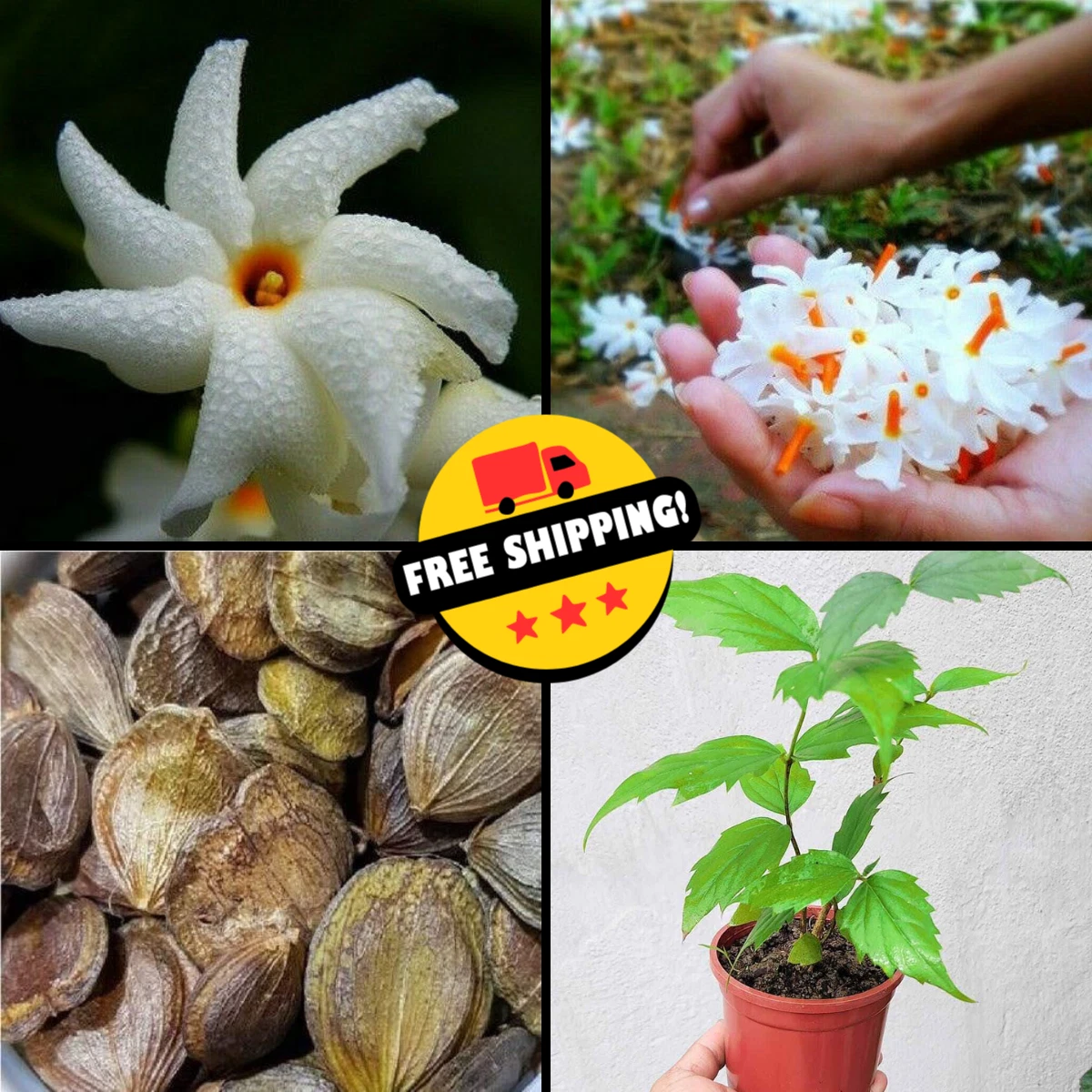 Parijat Flower Seeds | Best Flower Site