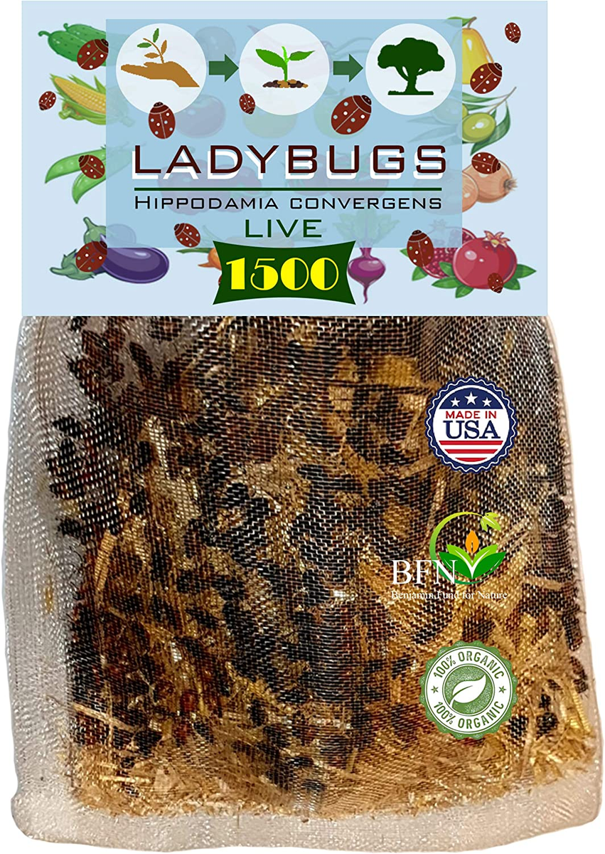 Ladybug Larvae For Sale 1500 Live Ladybugs - Premium #1 Quality For ...
