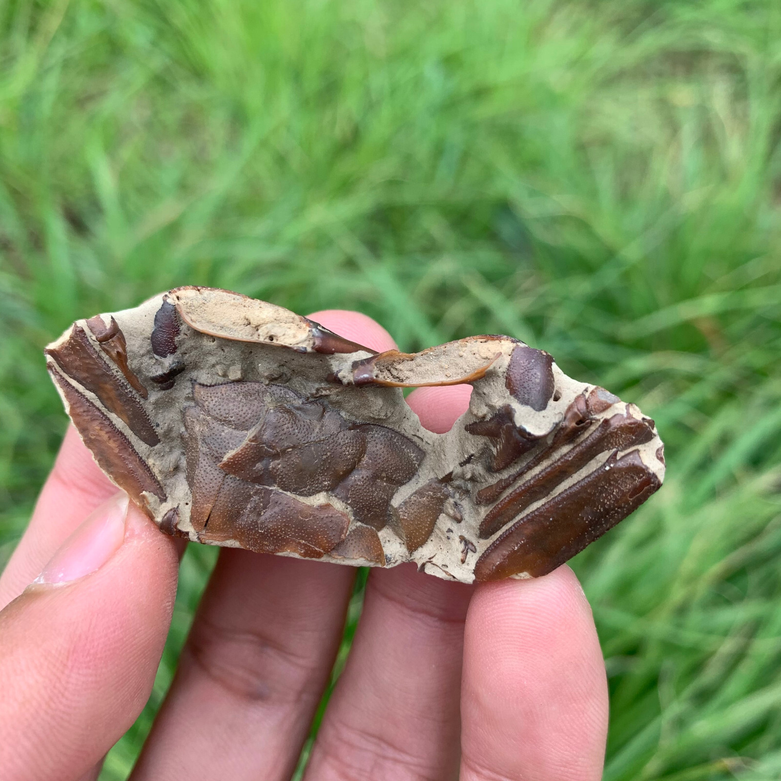 Jurassic Period Perfect Crab Fossil Dinosaur Age 89 | eBay