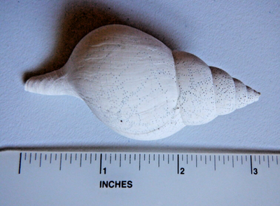 Tulip Snails Nc