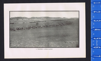 A WESTERN CATTLE RANGE - 1902 Print | eBay