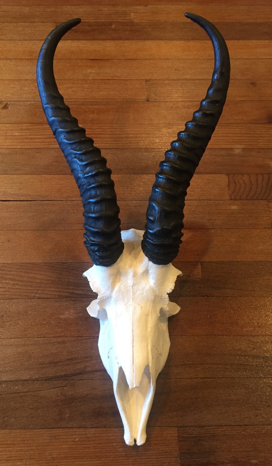 African Male Springbok Skull faux replica Taxidermy skulls horns Springbuck