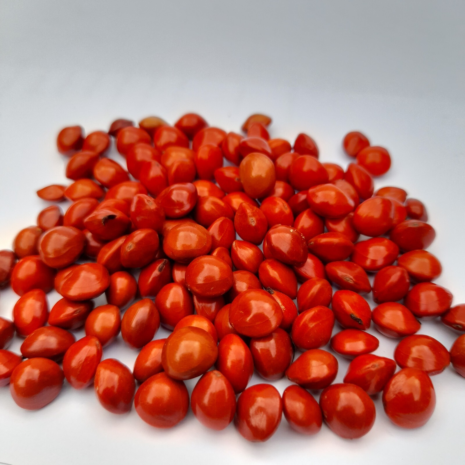 Ceylon Red Sandalwood Seeds Adenanthera Pavonina Lucky Seed Saga Coral ...