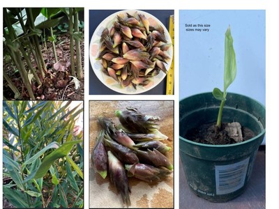 2 Live Myoga Ginger Plants (阳荷) For Planting –Edible & Ornamental ...