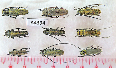 A4394. Insects, butterflies: Cerambycidae sp. Vietnam. Yen Bai | eBay