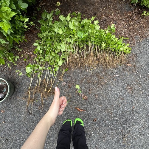 Set Of 5 Rose Of Sharon Tree Saplings (moving, Needs New Home) | eBay