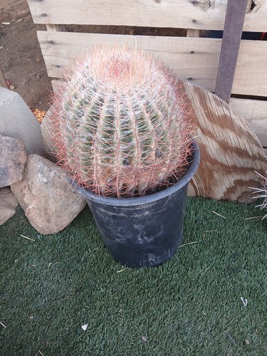 Rare, Cactus Ferocactus cylindraceus | eBay