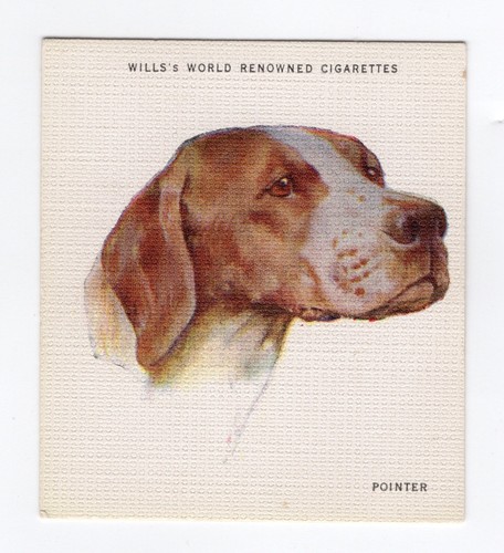 Wills World Renowned Australian Dogs 1927 #09 Pointer | eBay