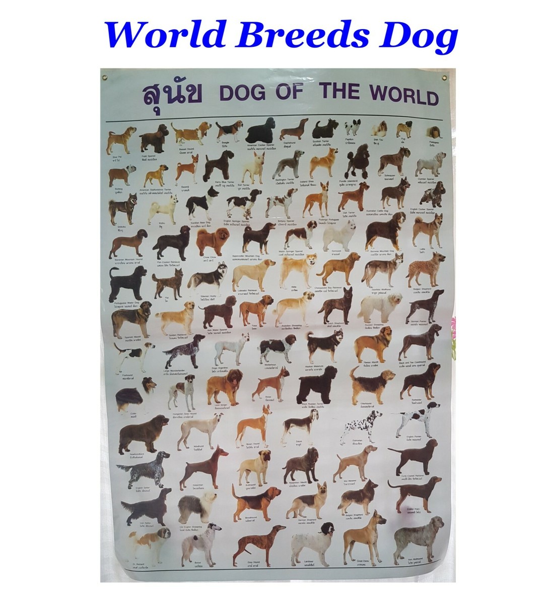 Dog Breed Poster