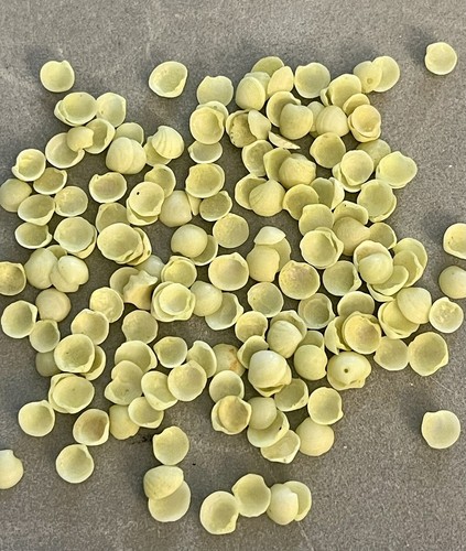 Mint Green Lucine Cup Shells Small Mini Beautiful DYED Sailors ...