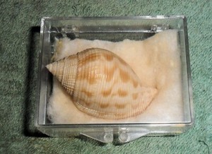 Florida Shell Company | eBay Stores