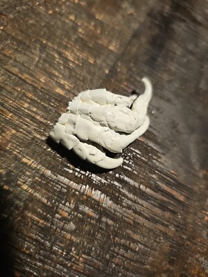 White Alligator foot Florida Real Gator Swamp Magic Hoodoo Voodoo New ...
