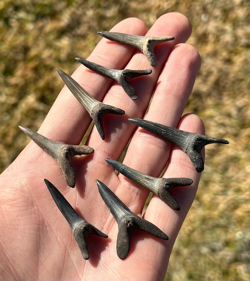 Fossil Goblin Sharks Tooth ONE PER PURCHASE Mississippi Eutaw Formation ...