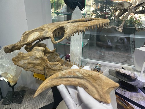 (1) AFRICAN T-REX CLAW CARCHARODONTOSAURUS WALL DISPLAY DINOSAUR FOSSIL ...