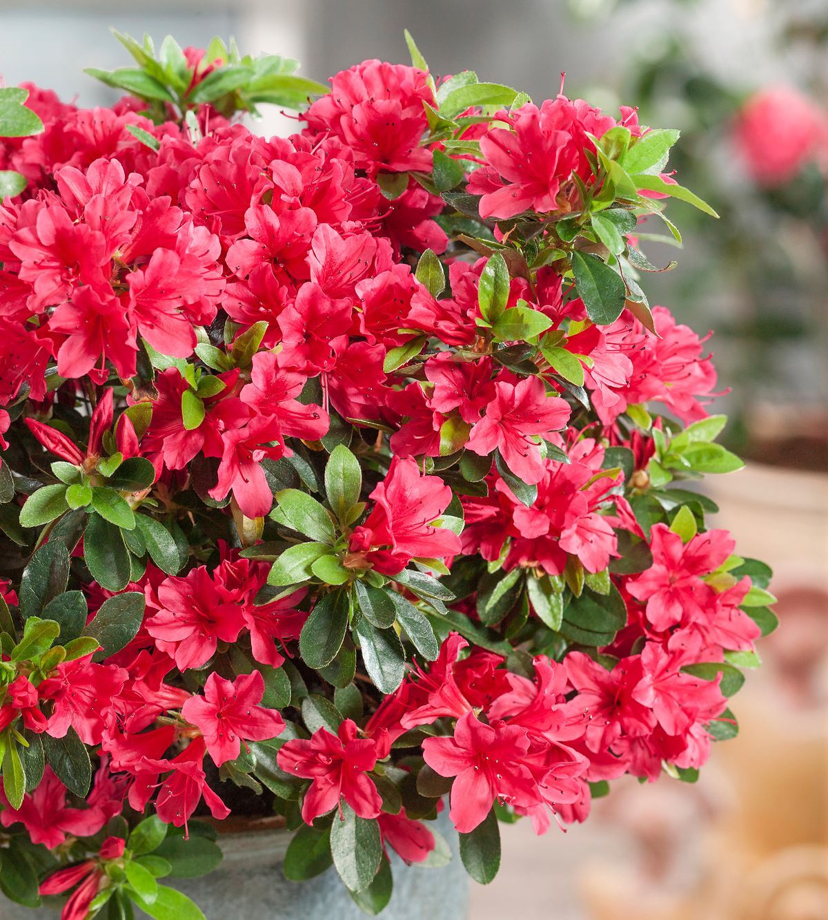 [x4] Dwarf Japanese Azalea Collection | Variety-Pack | Pot Plants ...