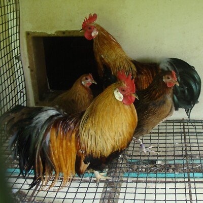 Poultry - Poultry Supplies