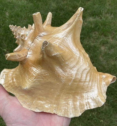 Antique Large Conch Seashell Pink Shell Beach Ocean Decor 7”+ Collector ...