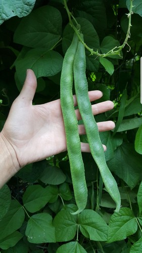 Rare! Giant Scarlet Runner Beans! Humming Bird Attracting Red Flowers ...
