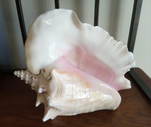 Large Queen Conch Natural Sea Shell 11” Old Fossil Nautical Beach Ocean ...