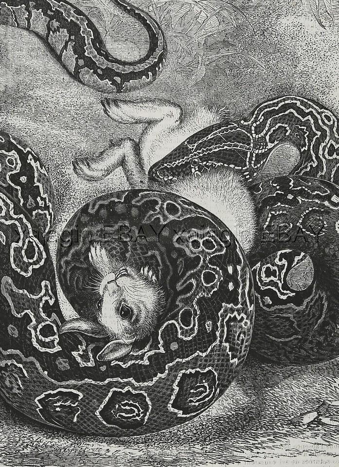 Snake Python Vs Rabbit at Zoo Paris France, Large 1870s Antique ...