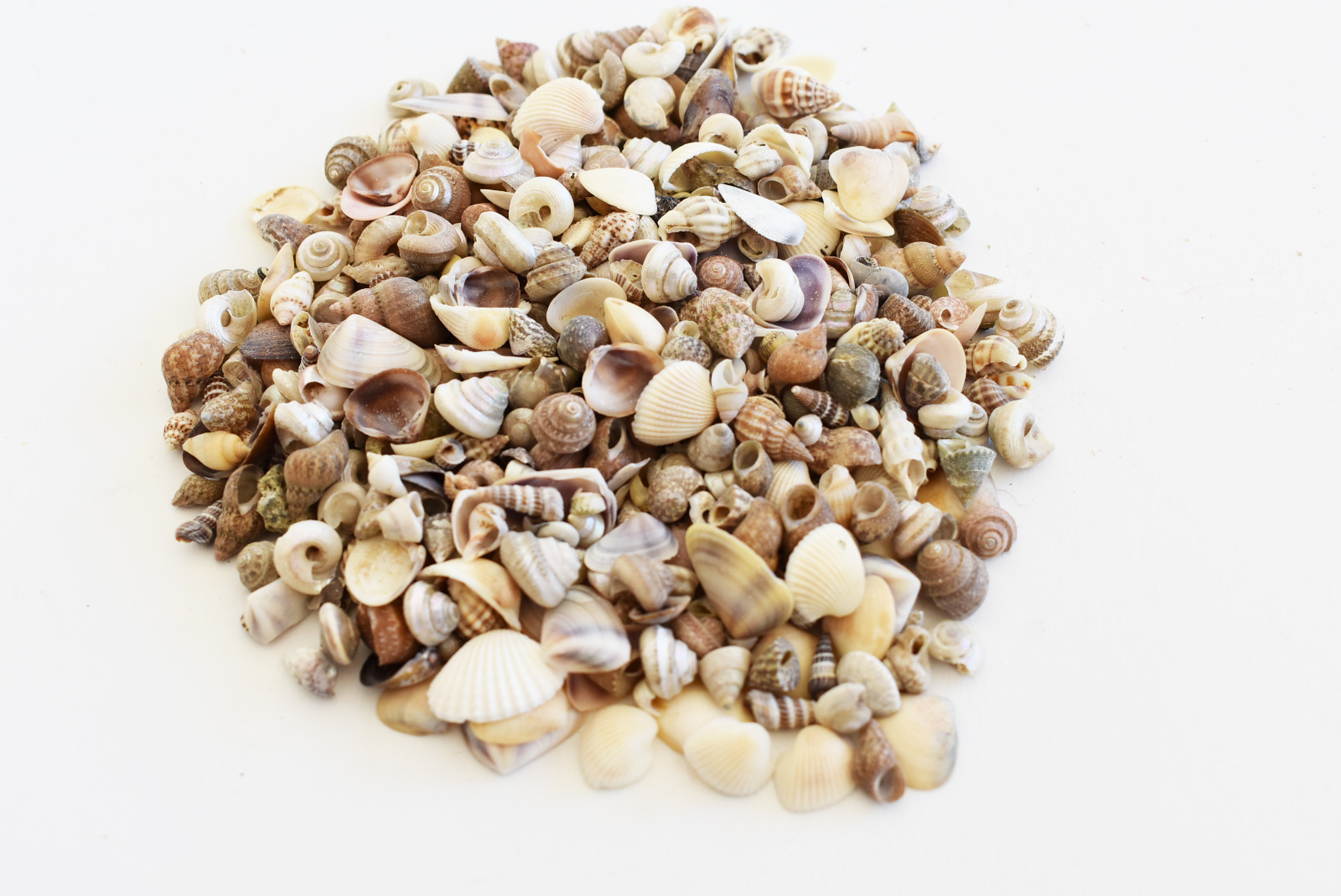 8 oz (700+) Tiny Indian Ocean Micro Shells 1/4-5/8" Beach Wedding ...