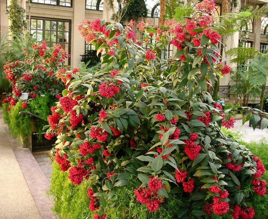 **CESTRUM NEWELLII RED** AKA Hummingbird Plant or Red Jasmine**Starter ...