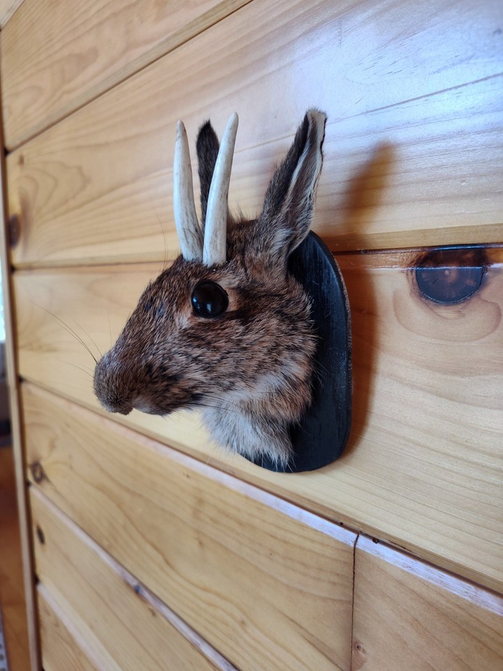 Taxidermy Jackalope Rabbit Mount Bunny Antlers Mythical oddity ...