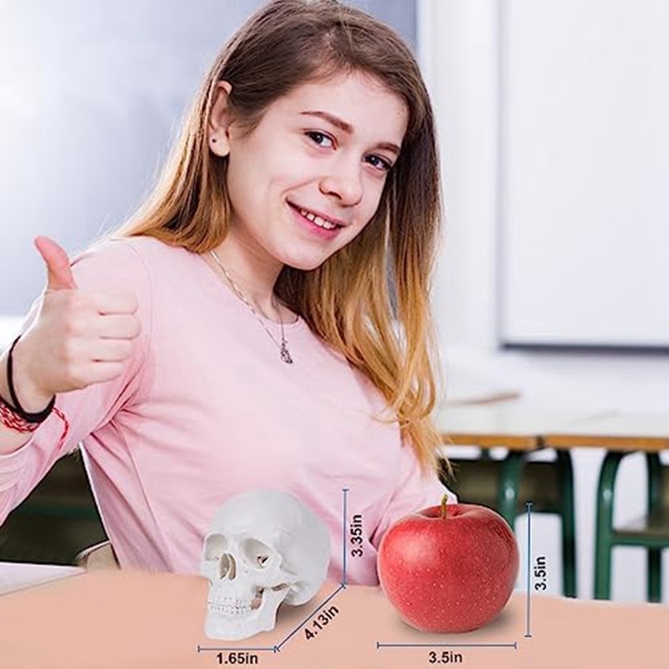 Human Skull Model, 3 Parts Anatomical Skull Model with Removable Skull ...