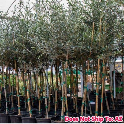 Arbequina Olive Tree 1-2ft Live Plant Fruiting Green Outdoor/Indoor ...