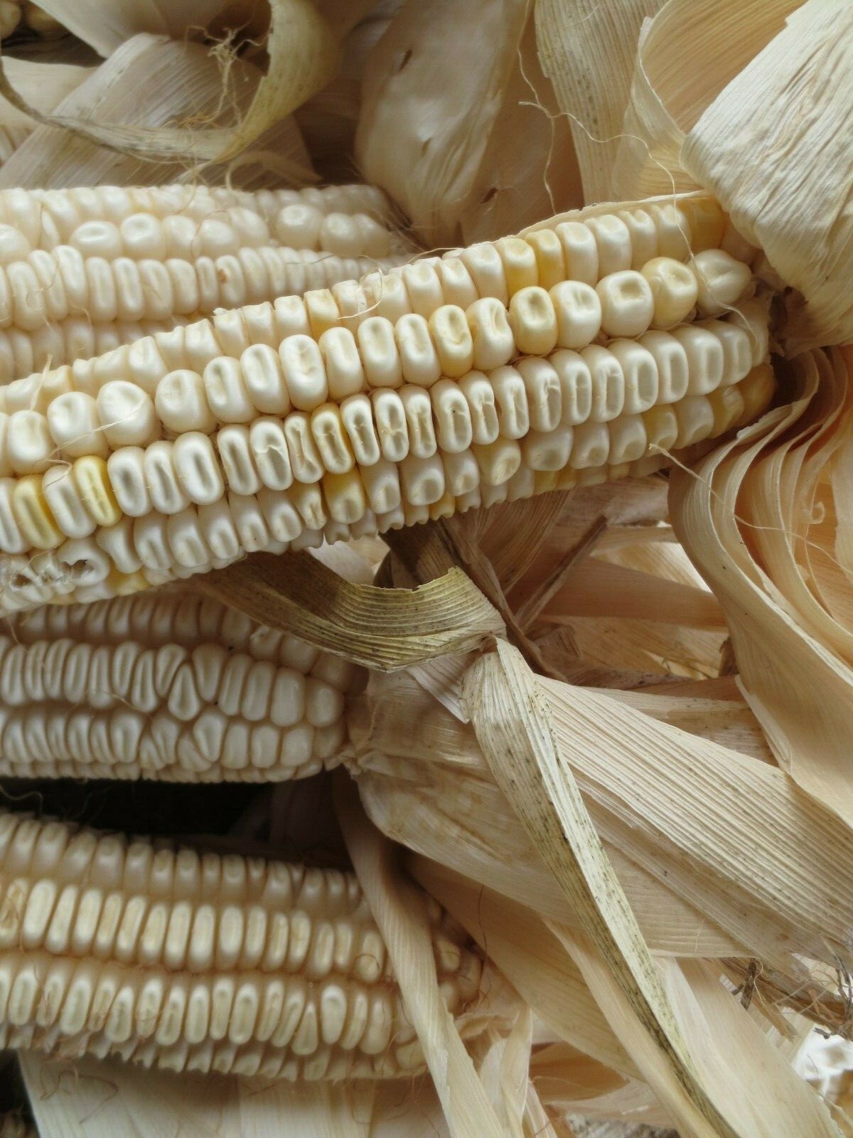 Hickory King White Dent Corn 300 seeds Organic Heirloom Garden Seed ...