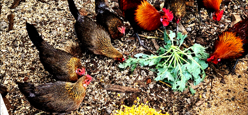 6 NPIP/AI CLEAN RED JUNGLE FOWL Chicken Hatching Eggs GRADE A++ | eBay