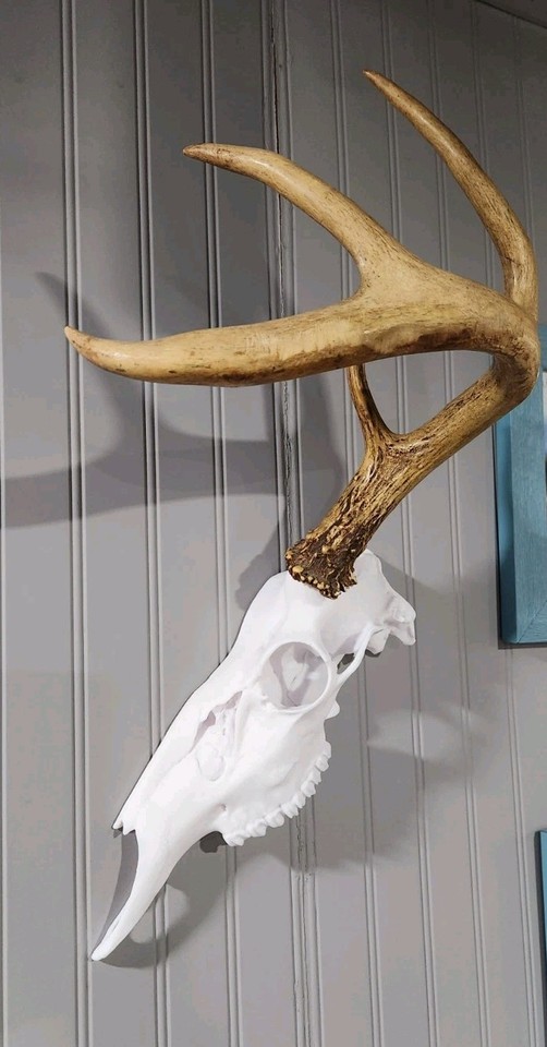 European Deer half Skull Replica Mount With Hanger Whitetaill Mule Deer ...
