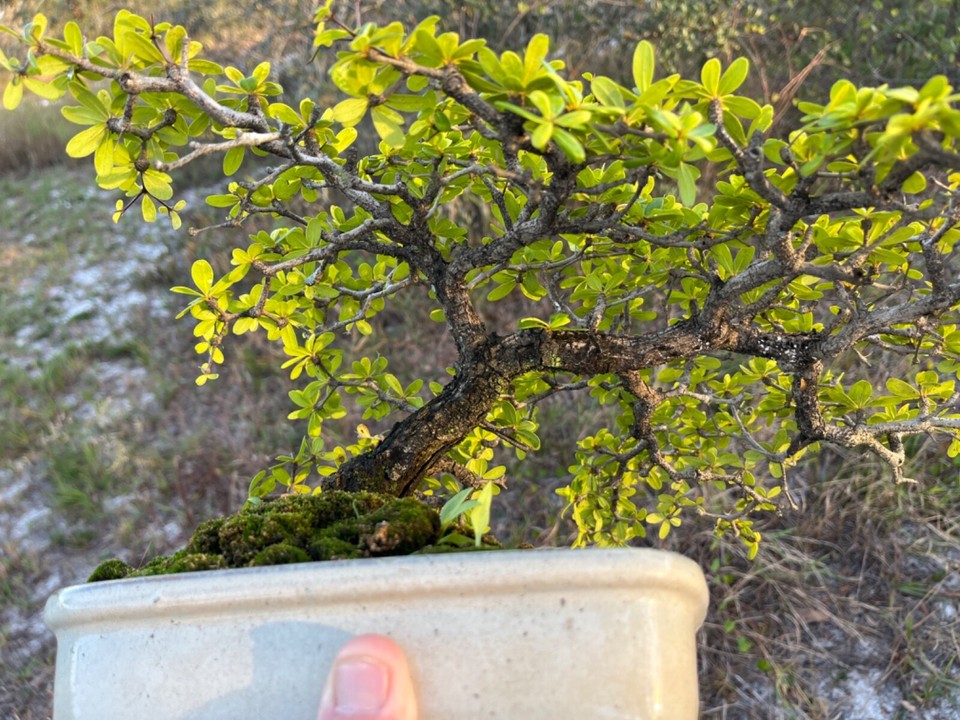Florida native Spiny Black Olive bonsai tree | eBay