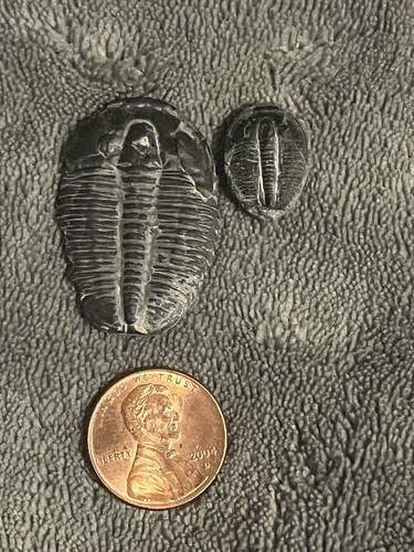 Trilobite Fossil From The Utah “you Dig” Site. | eBay