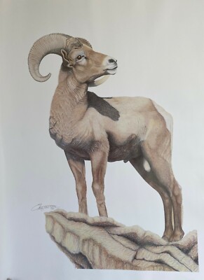 SALE! BIG HORN SHEEP Susan Morrison American Wildlife LimitedEdition ...