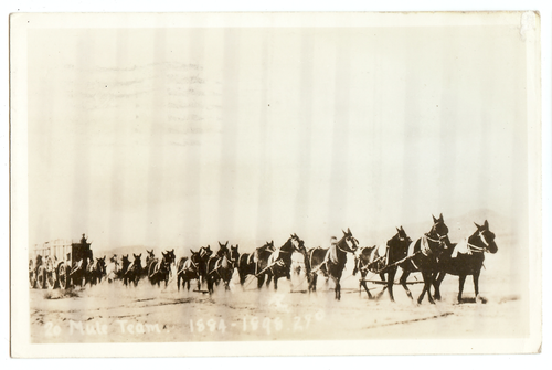 VINTAGE REAL PHOTO 1894-1898 MULE TEAM HORSES POSTCARD | eBay