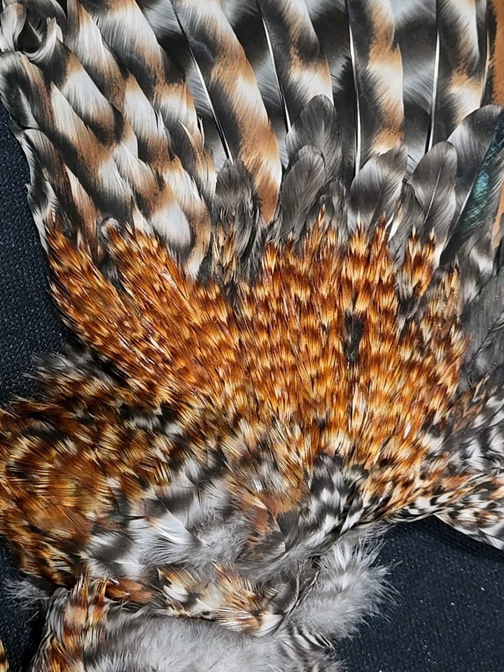 Barred Ginger Rooster Wings Craft Art fly tying soft hackle feathers ...