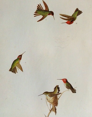 John James Audubon Birds ANNA'S HUMMINGBIRD Vintage Art Print Book ...