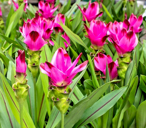 🌺 Magnificent Curcuma Red flower-plant 3 roots rhizomes fast grow ...