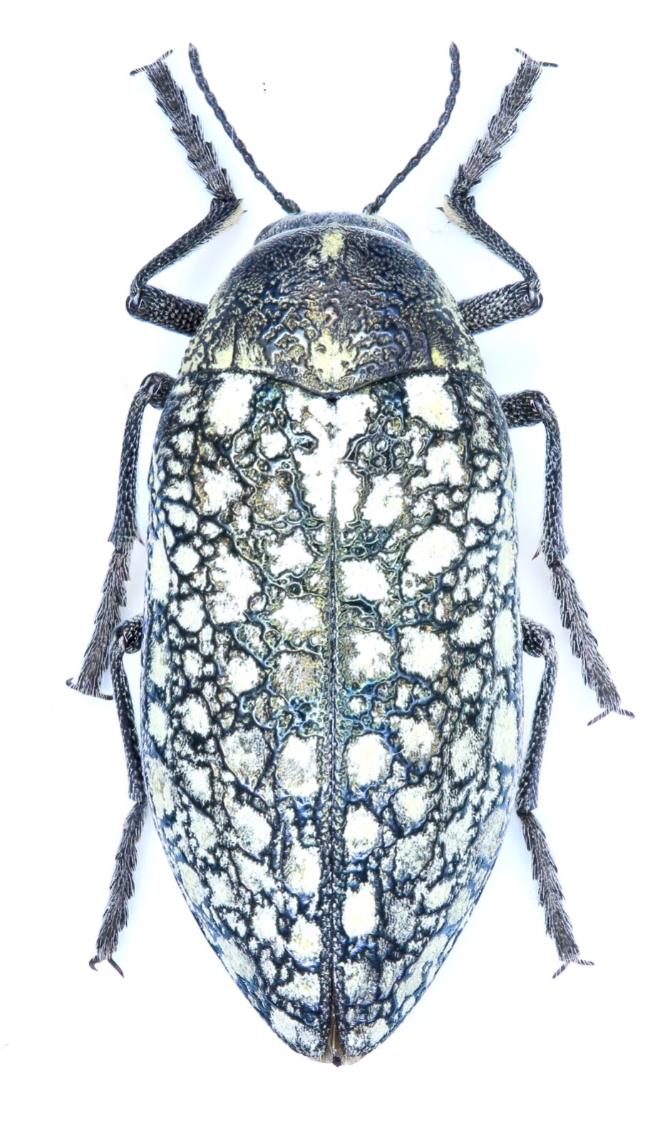 Buprestidae, Julodis klapaleki, (SE IRI Sistan Baluchestan), 22,0mm | eBay