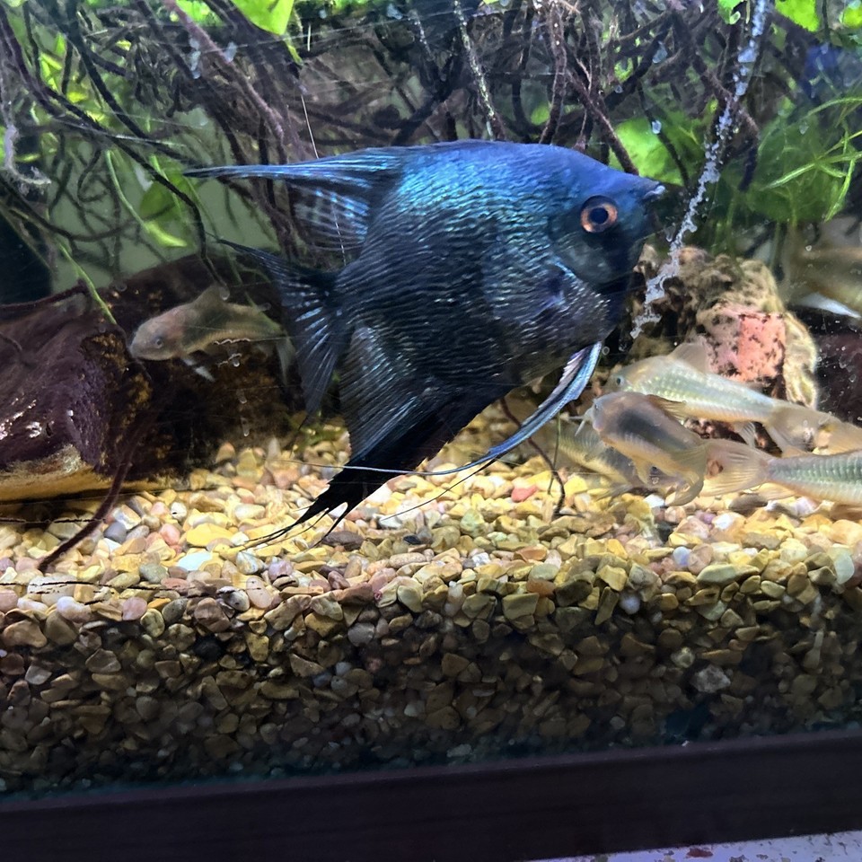 4 Philippine Blue Smokey Veil Angelfish ~Nickel plus/minus sized (3+1 ...