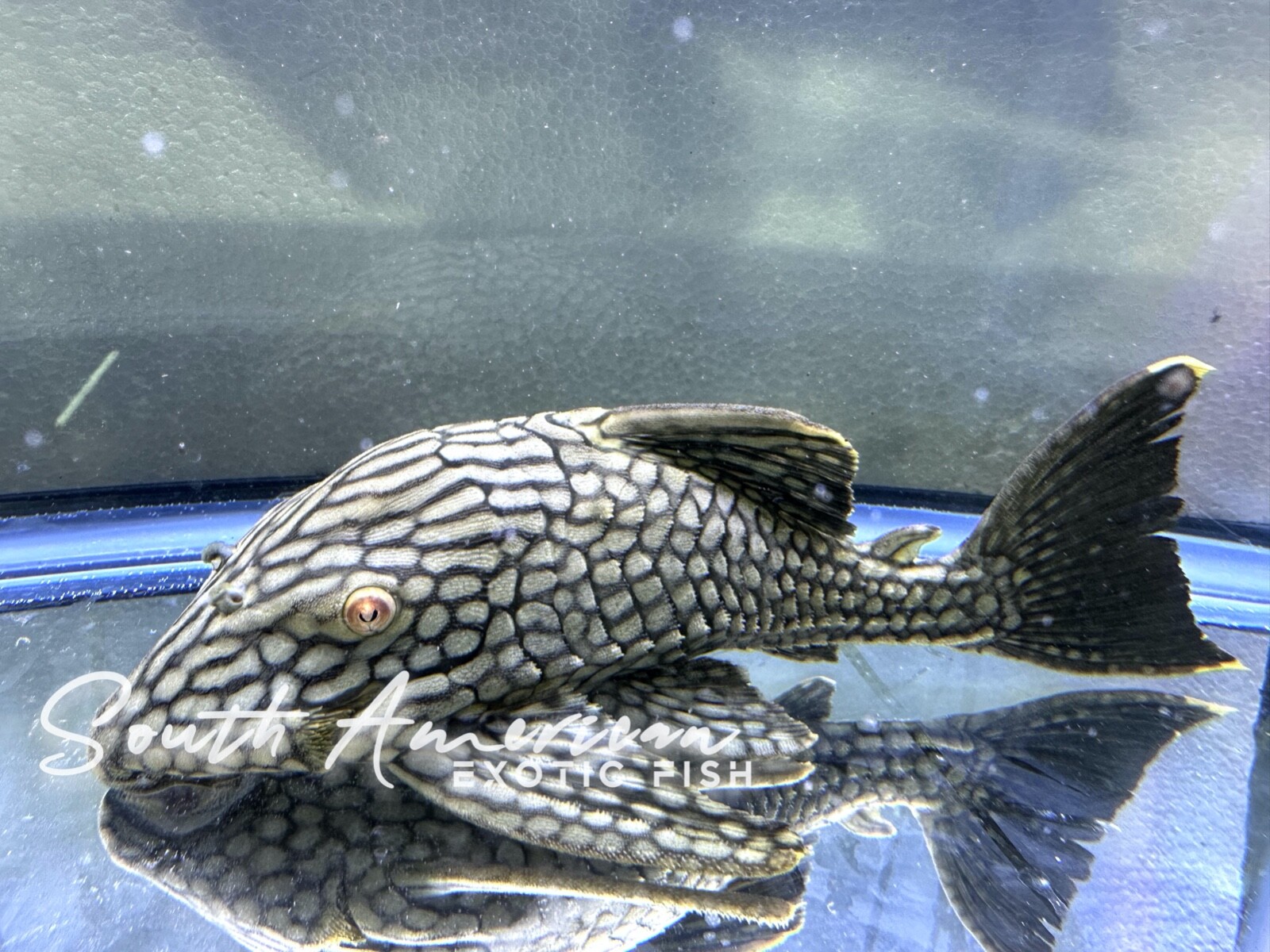 L-330 L330 Spotted Watermelon Royal Pleco 10-12" 8 " inch is also ...